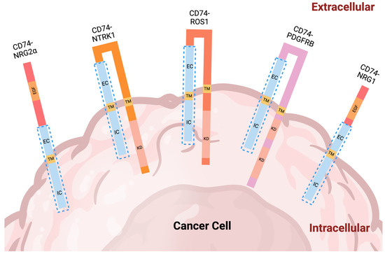 Analysis of CD74 Occurrence in Oncogenic Fusion Proteins