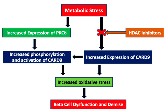 IJMS | Free Full-Text | Regulatory Roles of Histone Deacetylation in ...