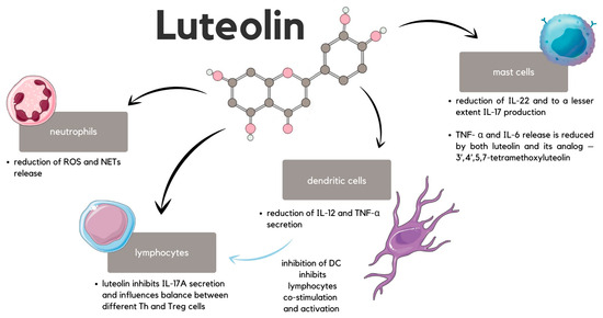 IJMS | Free Full-Text | Application of Luteolin in Neoplasms and ...