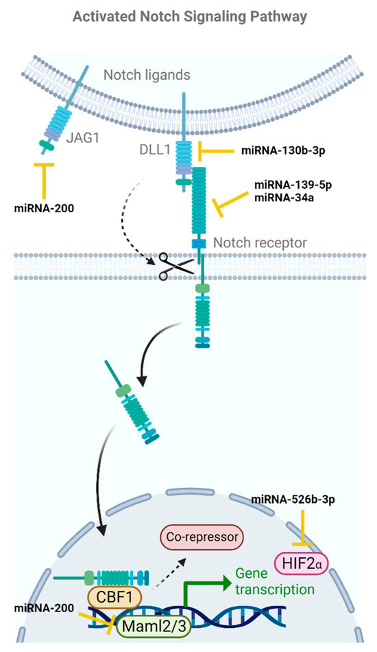 Unraveling the Potential of miRNAs from CSCs as an Emerging Clinical ...