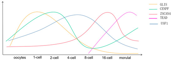 The Role of BDNF, YBX1, CENPF, ZSCAN4, TEAD4, GLIS1 and USF1 in the ...