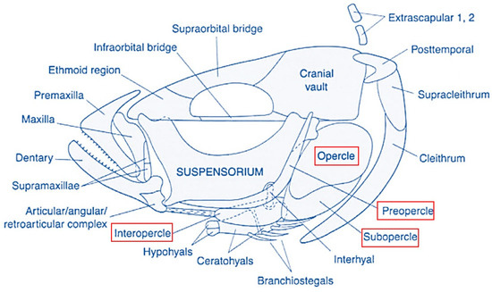 Skeletal Morphogenesis and Anomalies in Gilthead Seabream: A ...