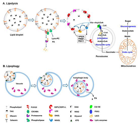 Molecular Machinery of Lipid Droplet Degradation and Turnover in Plants