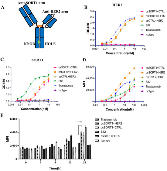 Generation of a Novel SORT1×HER2 Bispecific Antibody–Drug Conjugate ...