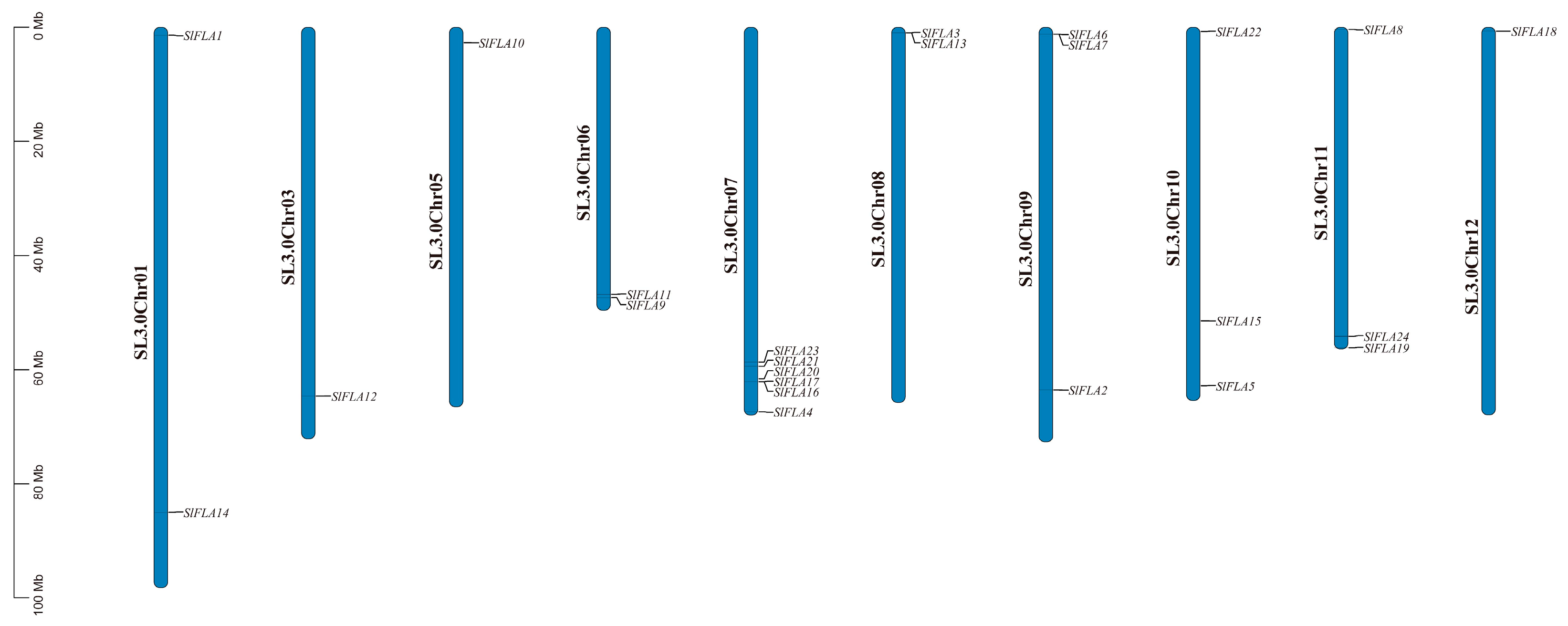 Characterization of the FLA Gene Family in Tomato (Solanum lycopersicum ...