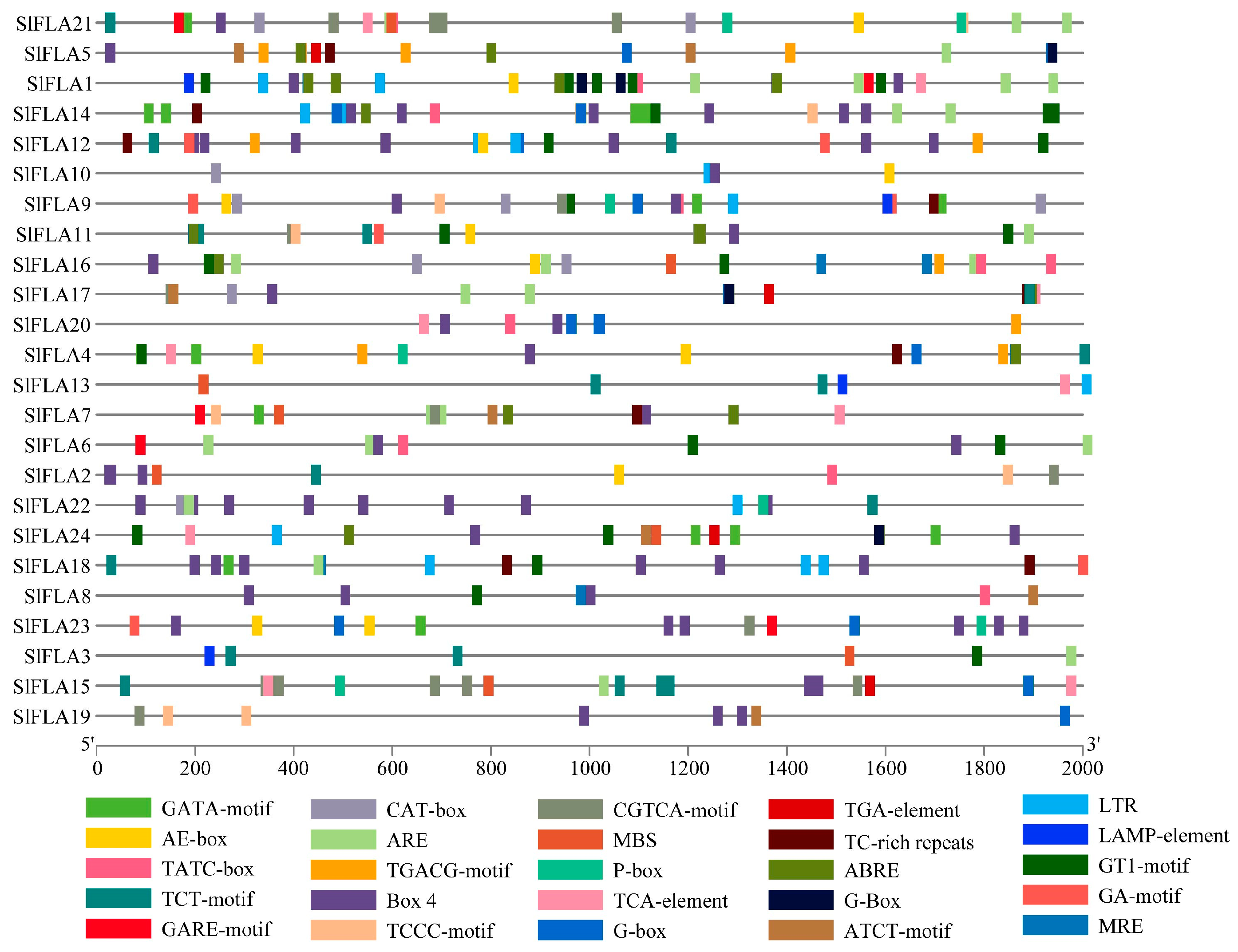 Characterization of the FLA Gene Family in Tomato (Solanum lycopersicum ...