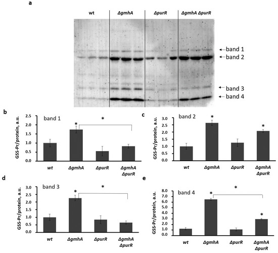Activation of Purine Biosynthesis Suppresses the Sensitivity of E. coli ...