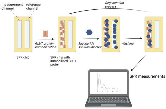 Study on Saccharide–Glucose Receptor Interactions with the Use of ...
