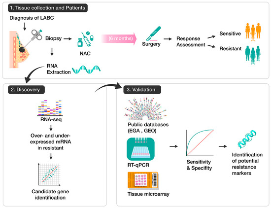 Association of SLC12A1 and GLUR4 Ion Transporters with Neoadjuvant ...