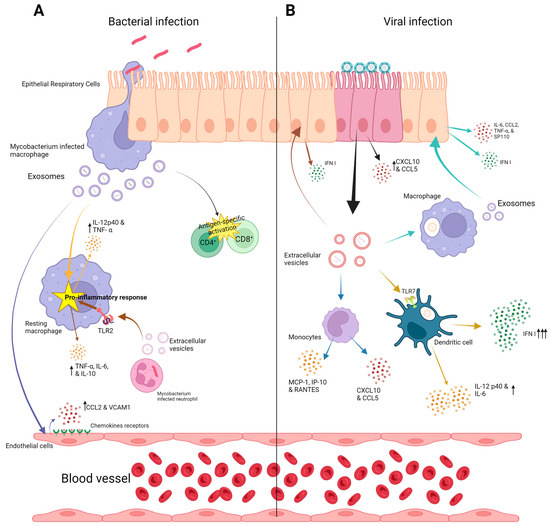 Extracellular Vesicles and Their Role in Lung Infections