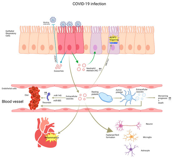 Extracellular Vesicles and Their Role in Lung Infections