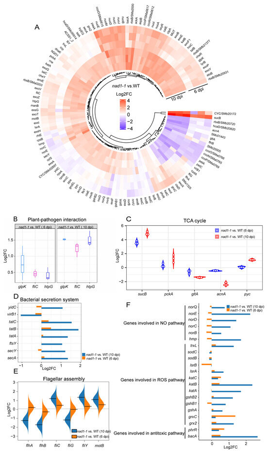 Dual RNA-Seq Analysis Pinpoints a Balanced Regulation between Symbiosis ...
