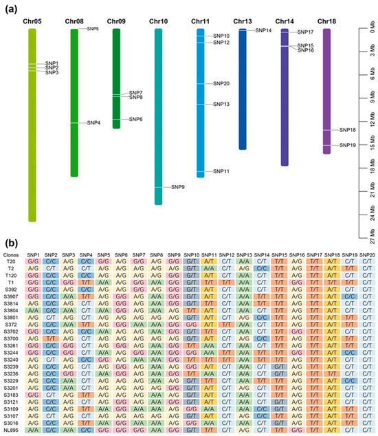 Analysis of Growth Trajectories and Verification of Related SNPs in ...