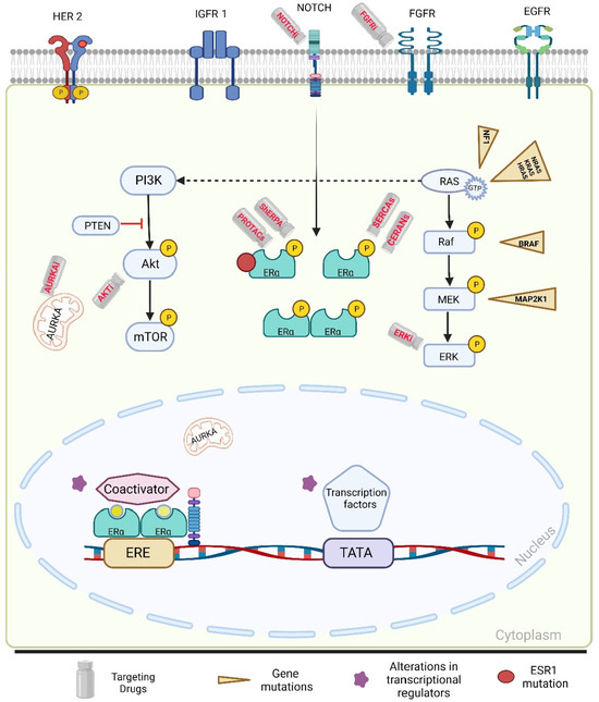 Metastatic ER+ Breast Cancer: Mechanisms of Resistance and Future ...