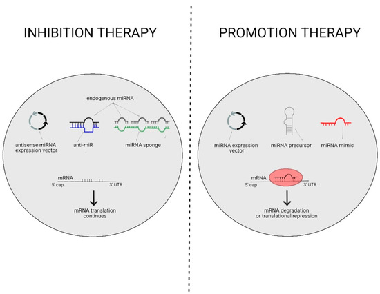MicroRNAs: Midfielders of Cardiac Health, Disease and Treatment