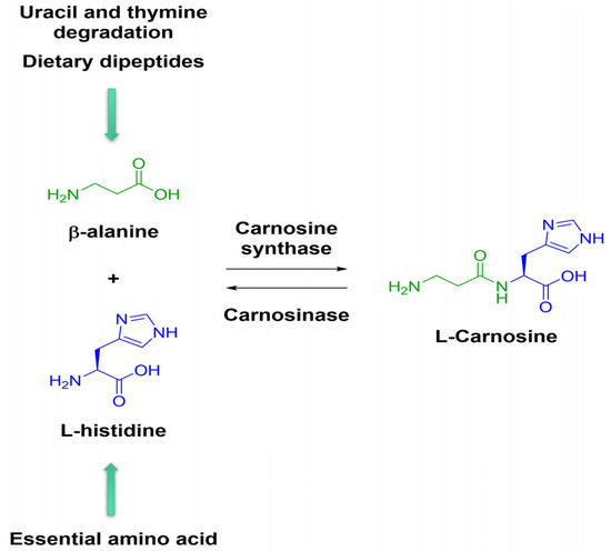 Carnosine, Zinc and Copper: A Menage a Trois in Bone and Cartilage ...