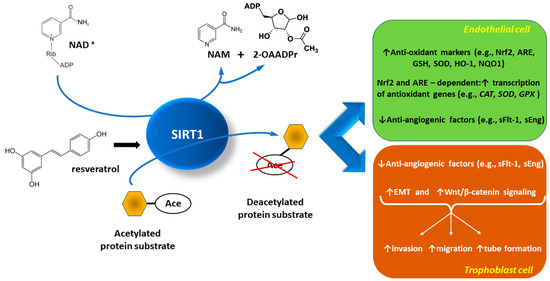 The Role of Sirtuin-1 (SIRT1) in the Physiology and Pathophysiology of ...