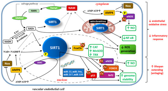 The Role of Sirtuin-1 (SIRT1) in the Physiology and Pathophysiology of ...