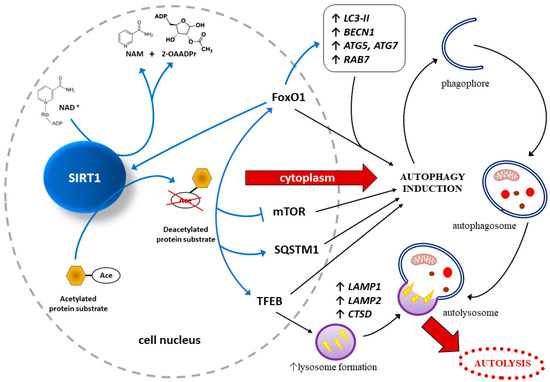 The Role of Sirtuin-1 (SIRT1) in the Physiology and Pathophysiology of ...