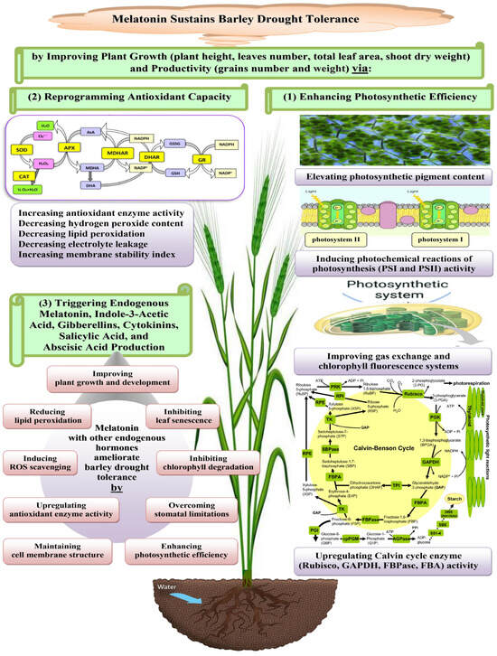 Drought Stress Alleviator Melatonin Reconfigures Water-Stressed Barley ...