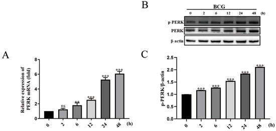 GSK2656157, a PERK Inhibitor, Alleviates Pyroptosis of Macrophages ...