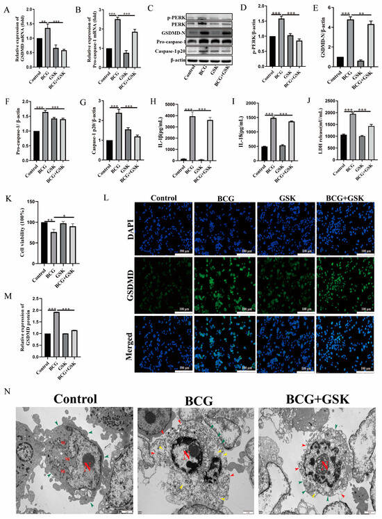 GSK2656157, a PERK Inhibitor, Alleviates Pyroptosis of Macrophages ...