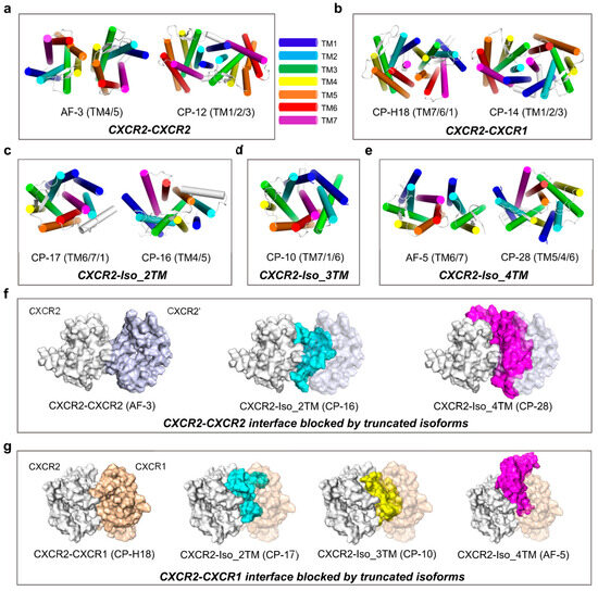Ijms Free Full Text Dynamic Dimerization Of Chemokine Receptors And