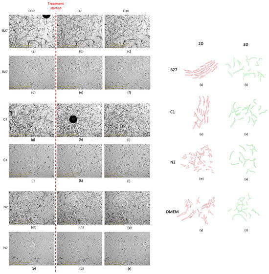 Neural Marker Expression in Adipose-Derived Stem Cells Grown in PEG ...