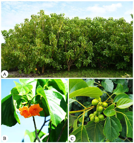 Genome Assembly of Cordia subcordata, a Coastal Protection Species in ...