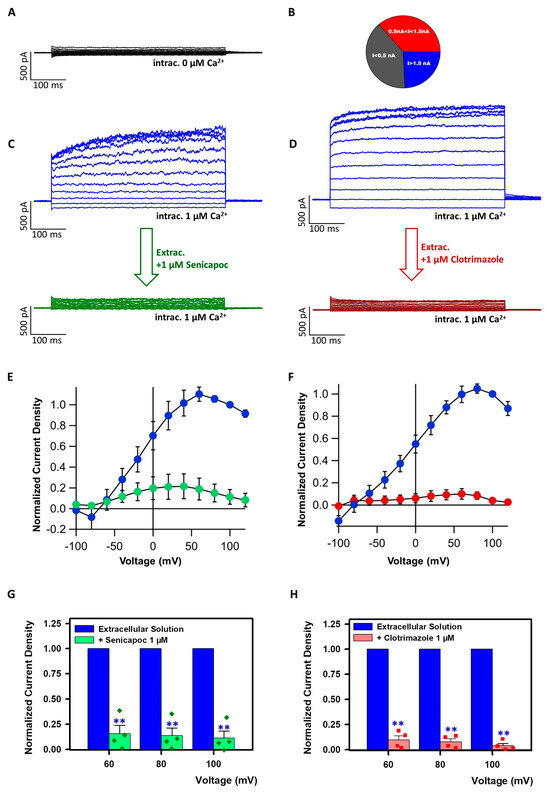 IJMS | Free Full-Text | IK Channel-Independent Effects of Clotrimazole ...