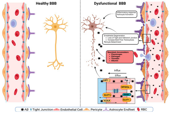Blood–Brain Barrier Breakdown in Alzheimer’s Disease: Mechanisms and ...