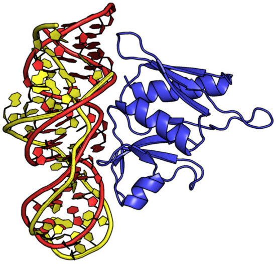 Structural Insights into Protein–Aptamer Recognitions Emerged from ...