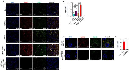 Hepatic NLRP3-Derived Hsp70 Binding to TLR4 Mediates MASLD to MASH ...