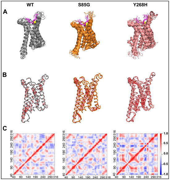 Functional Characterization of Novel MC4R Variants Identified in Two ...