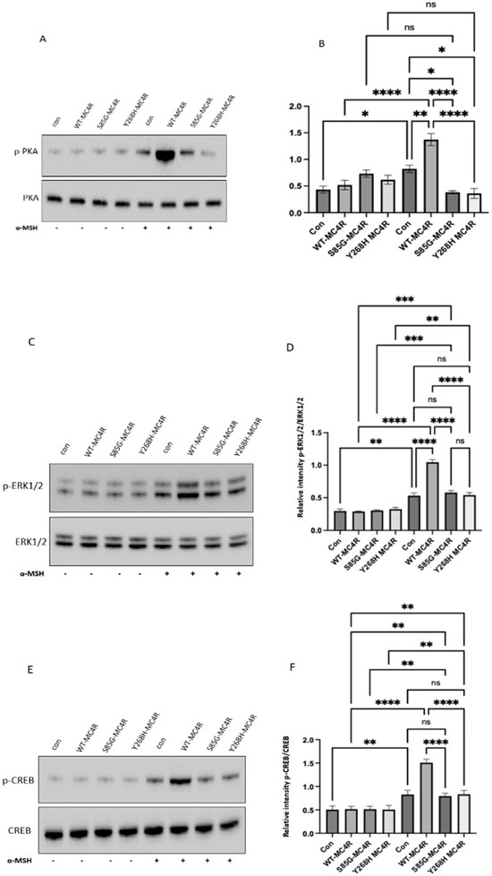 Functional Characterization of Novel MC4R Variants Identified in Two ...