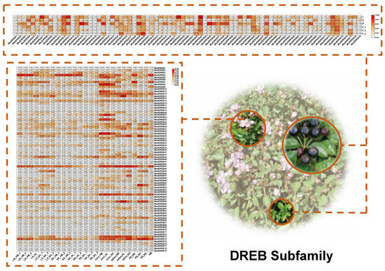 IJMS | Free Full-Text | Bioinformatic Assessment and Expression ...