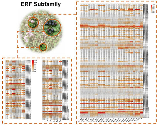 IJMS | Free Full-Text | Bioinformatic Assessment and Expression ...