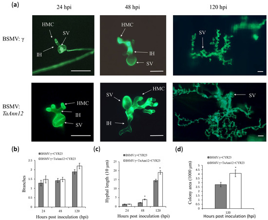 The Wheat Annexin TaAnn12 Plays Positive Roles in Plant Disease ...