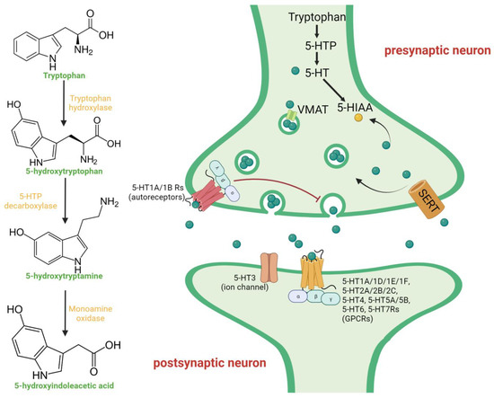 Functional Dimerization of Serotonin Receptors: Role in Health and ...