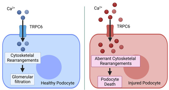 IJMS | Free Full-Text | A Putative Role for TRPC6 in Immune-Mediated ...