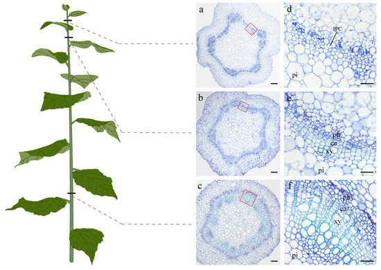Transcriptome and miRNAs Profiles Reveal Regulatory Network and Key ...