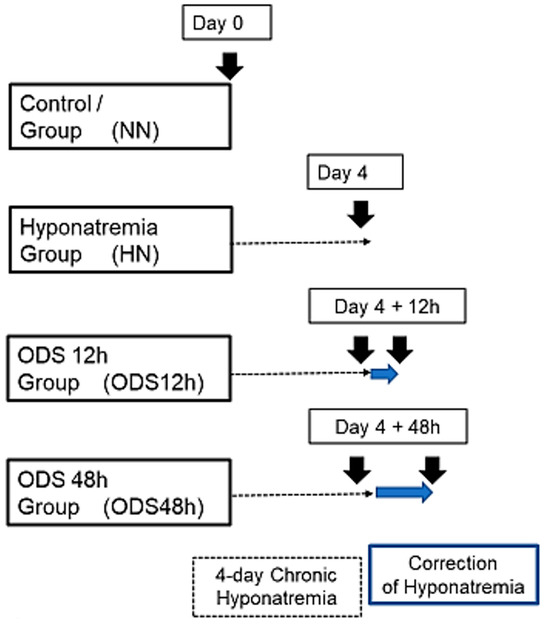IJMS | Free Full-Text | Thalamic Neuron Resilience during Osmotic ...