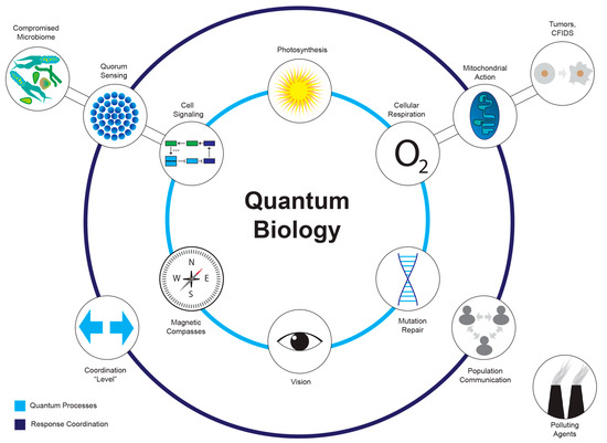 Quantum Biology and the Potential Role of Entanglement and Tunneling in ...