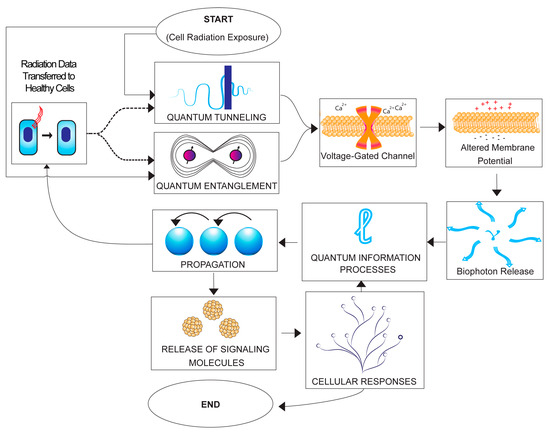 IJMS | Free Full-Text | Quantum Biology and the Potential Role of Entanglement and Tunneling in ...