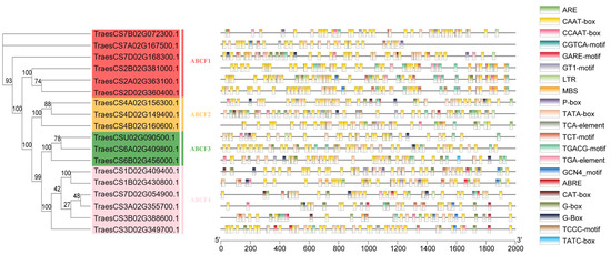 Genome-Wide Identification and Analysis of the ABCF Gene Family in ...