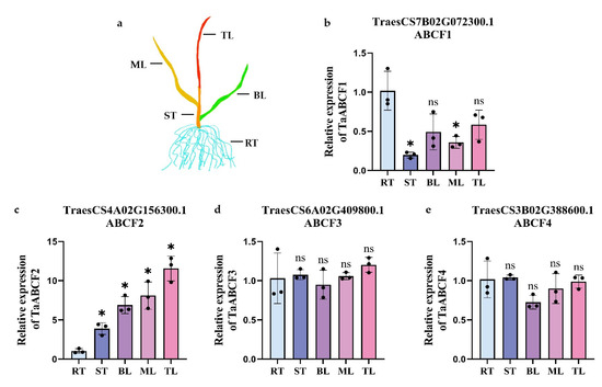 Genome-Wide Identification and Analysis of the ABCF Gene Family in ...