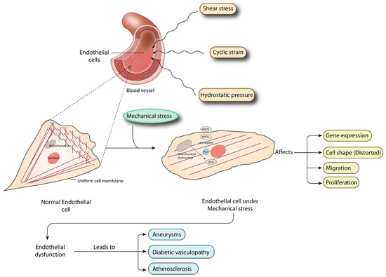 Effects of Mechanical Stress on Endothelial Cells In Situ and In Vitro