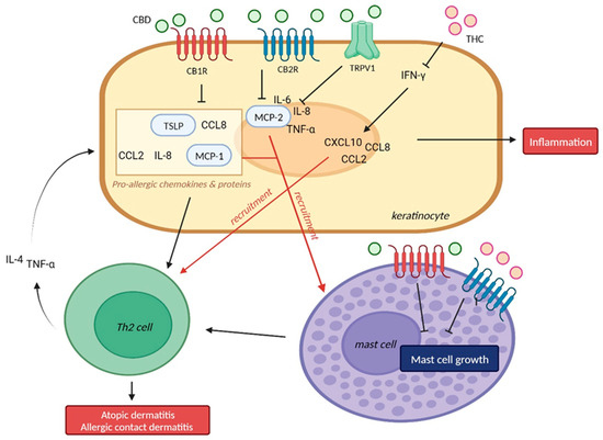 Cannabinoids and Their Receptors in Skin Diseases
