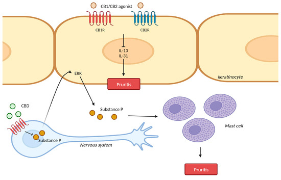 Cannabinoids and Their Receptors in Skin Diseases