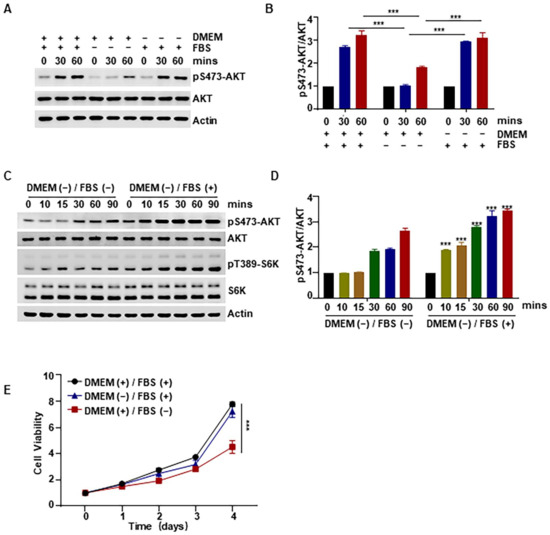Role of the p38/AKT Pathway in the Promotion of Cell Proliferation by ...